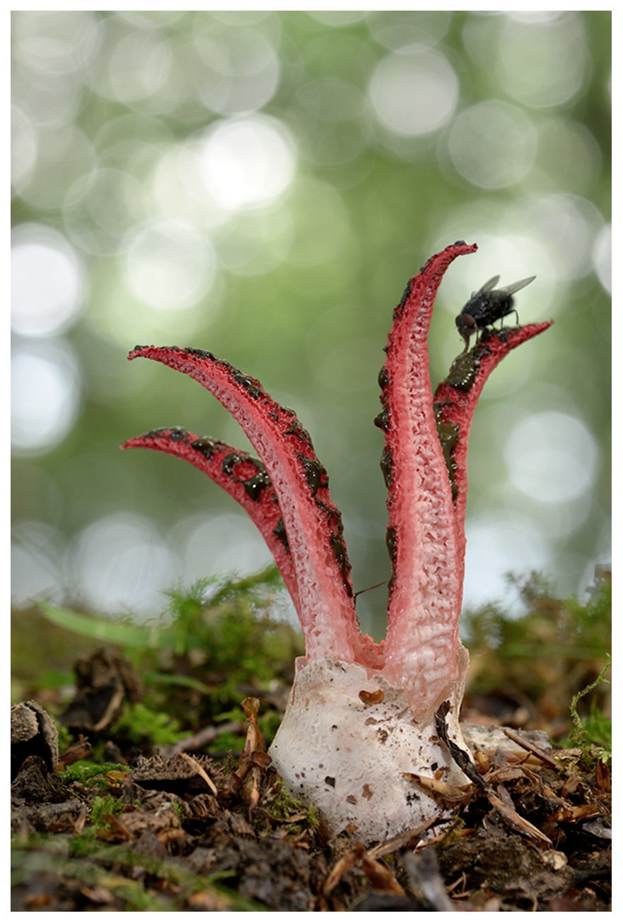 Alfredo Lopez de Arbina: CLATHRUS ARCHERI
