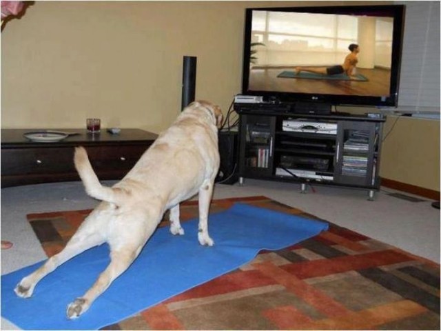 The downward facing dog ~ Funny Shot