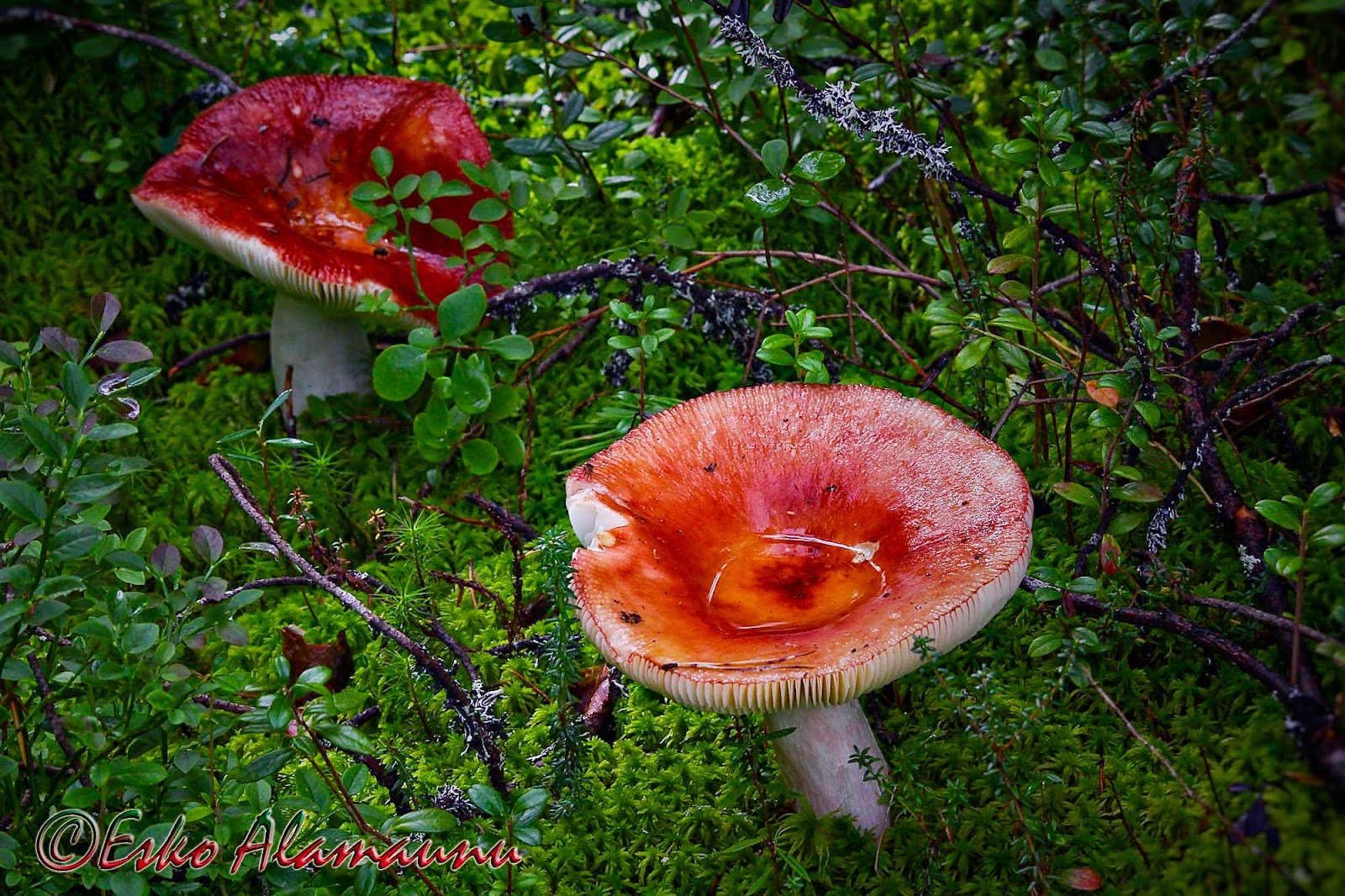 Eko-Kuvia: *Sieni-Setti*