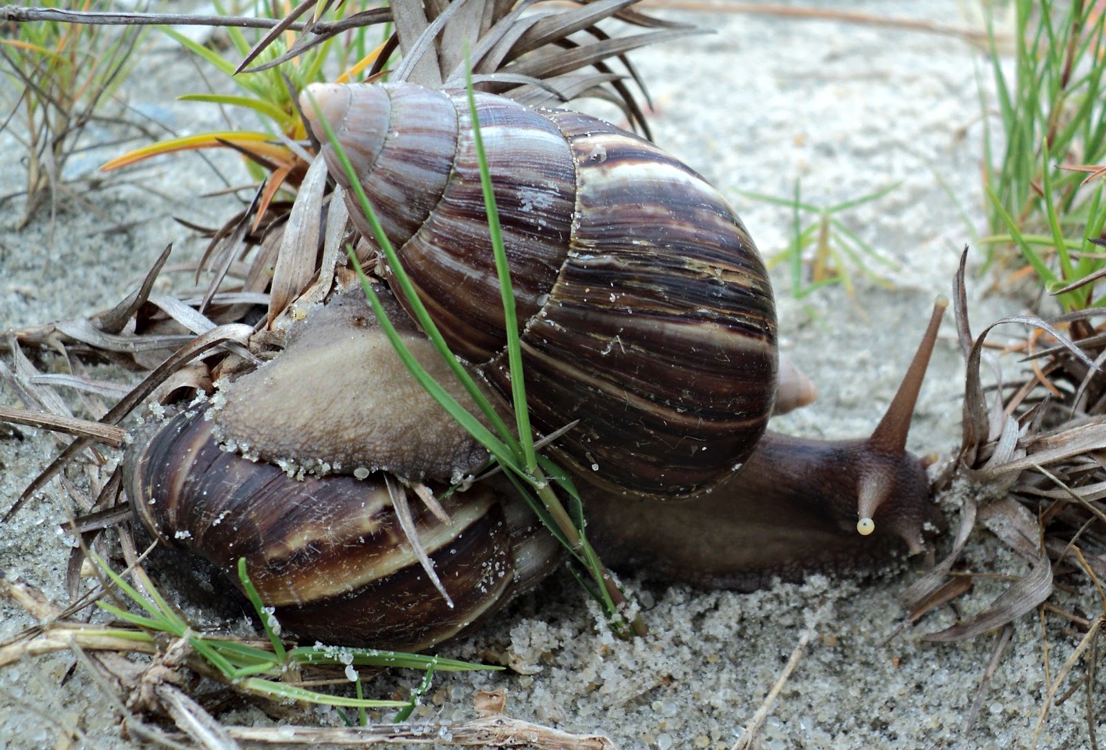 BIOTERRA: CARAMUJO AFRICANO (ACHATINA FULICA)
