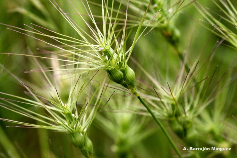 Naturaleza Viva: Aegilops geniculata Roth Fam: Poaceae