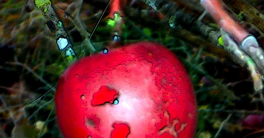 Karen`s Nature Photography: Decorative Red Crap Apple Attached to Tree.