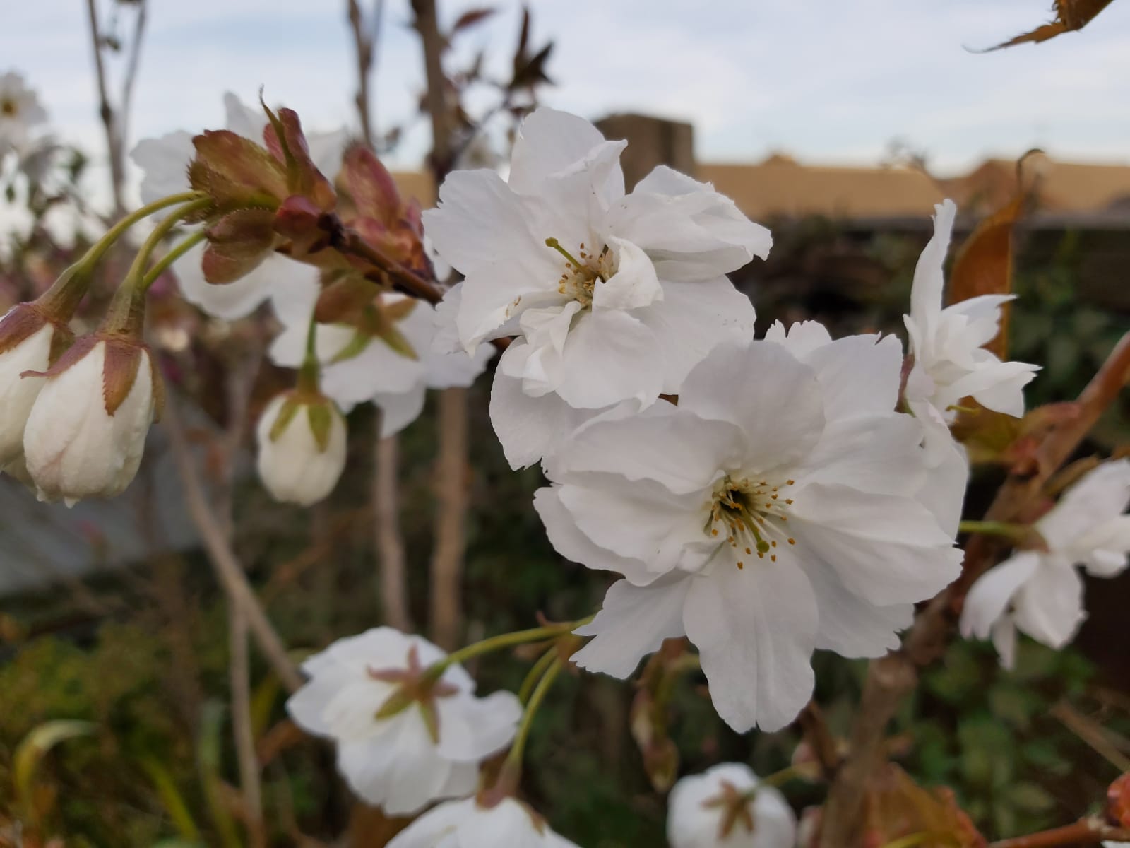 The Gardener's Rest: Prunus Shizuka "Fragrant Cloud"