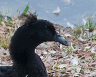 Outdoorstudies.com: Could it be a duck with a Mohawk