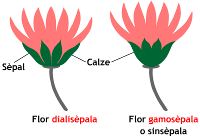 Vegetació Urbana: Glossari