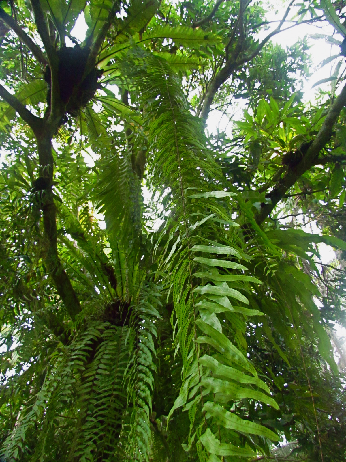 1784: Six-Foot Long Ferns