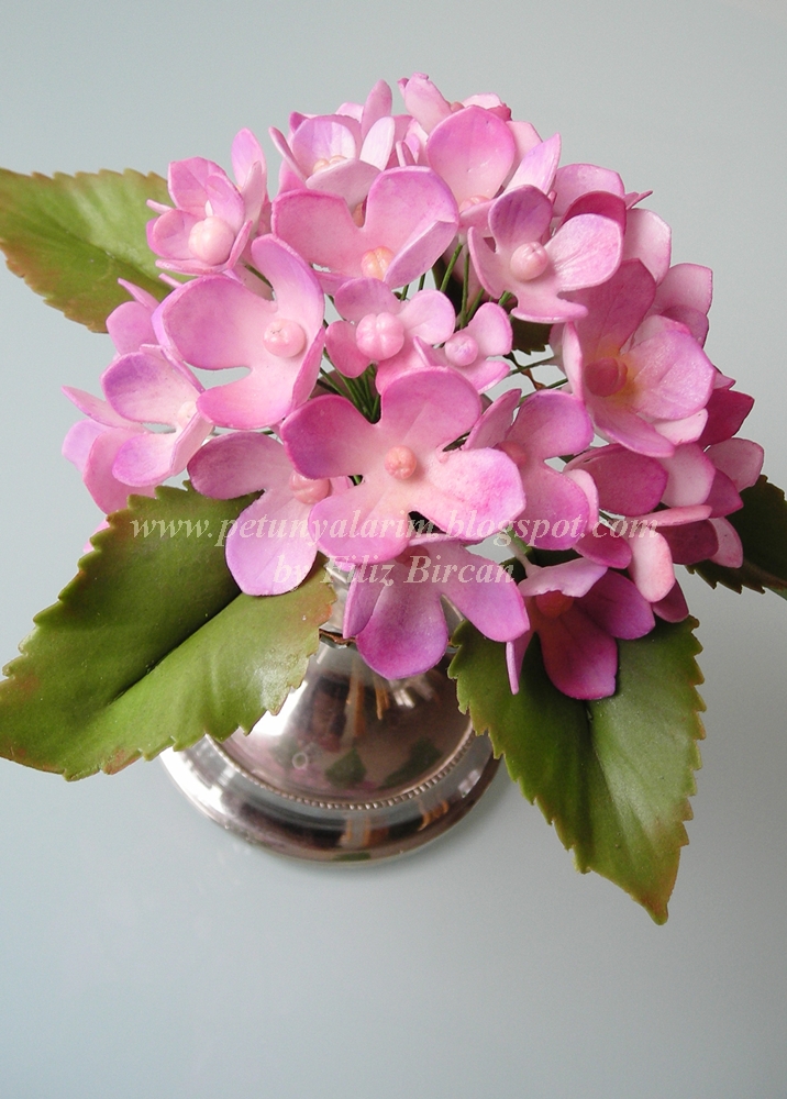 Ekim 2011 | PETUNYALARIM