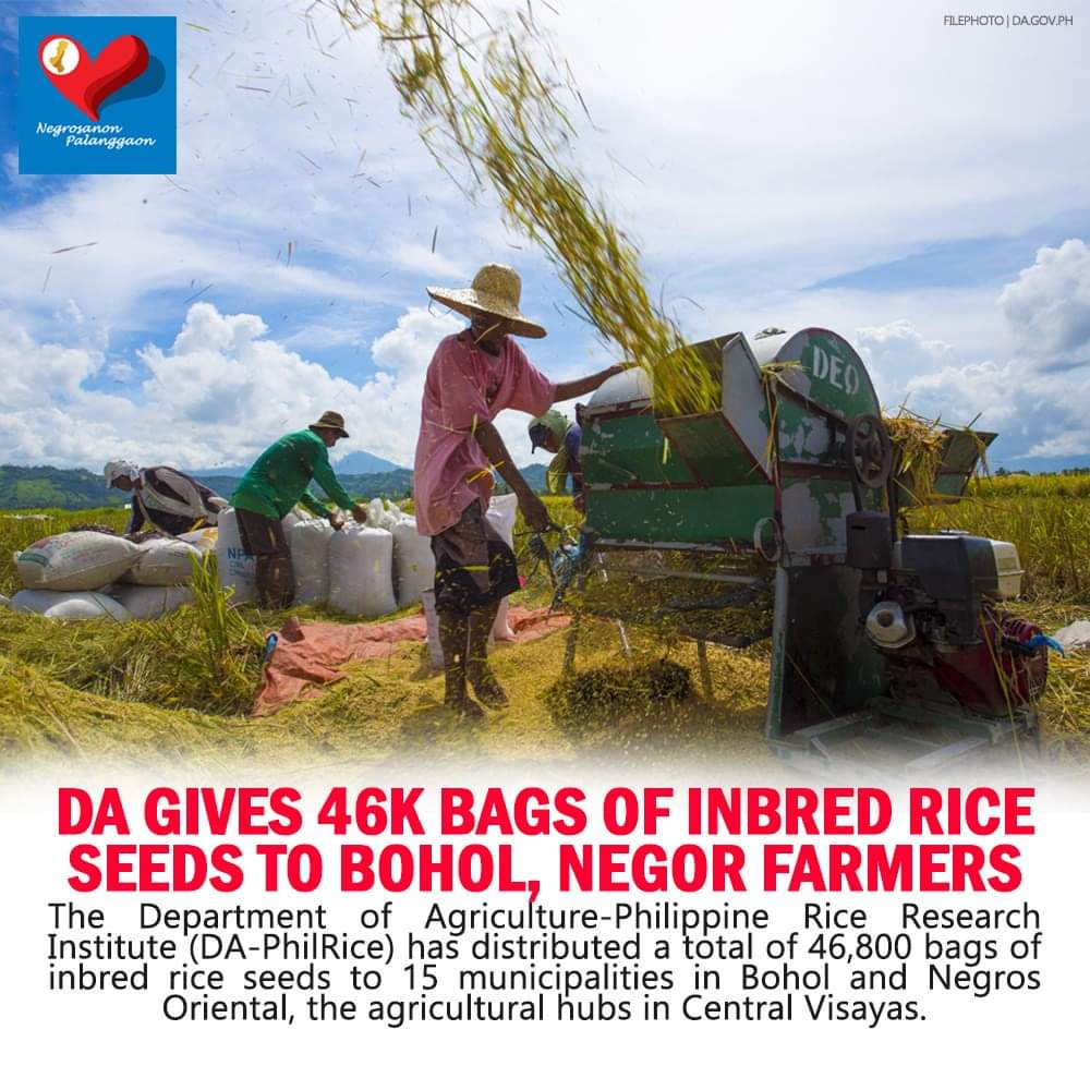 IRRI News: Philippine rice farmers receive 46k bags of two IRRI ...