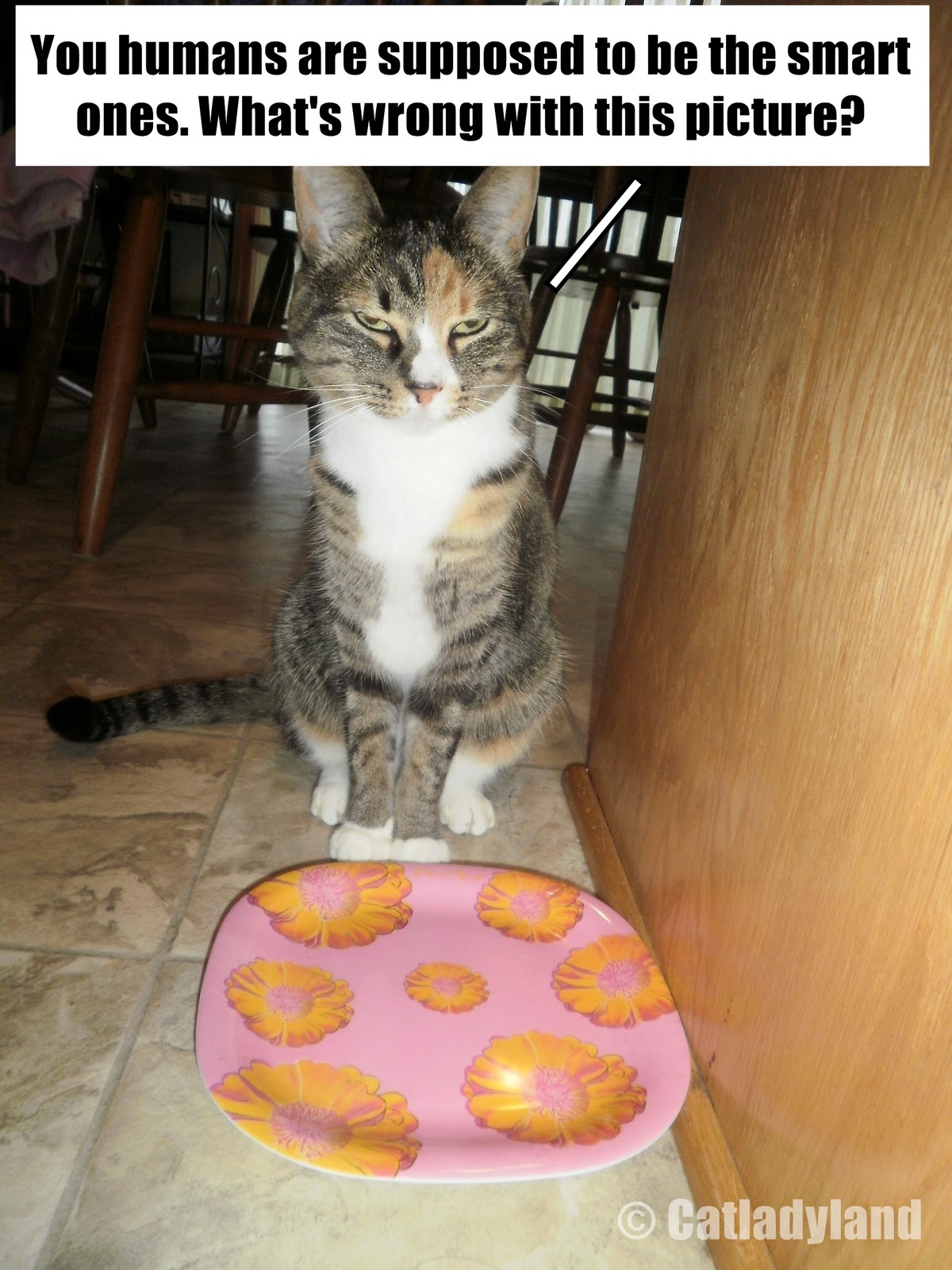 Catladyland: Cats are Funny: Turns Out Humans Aren't So Smart After All