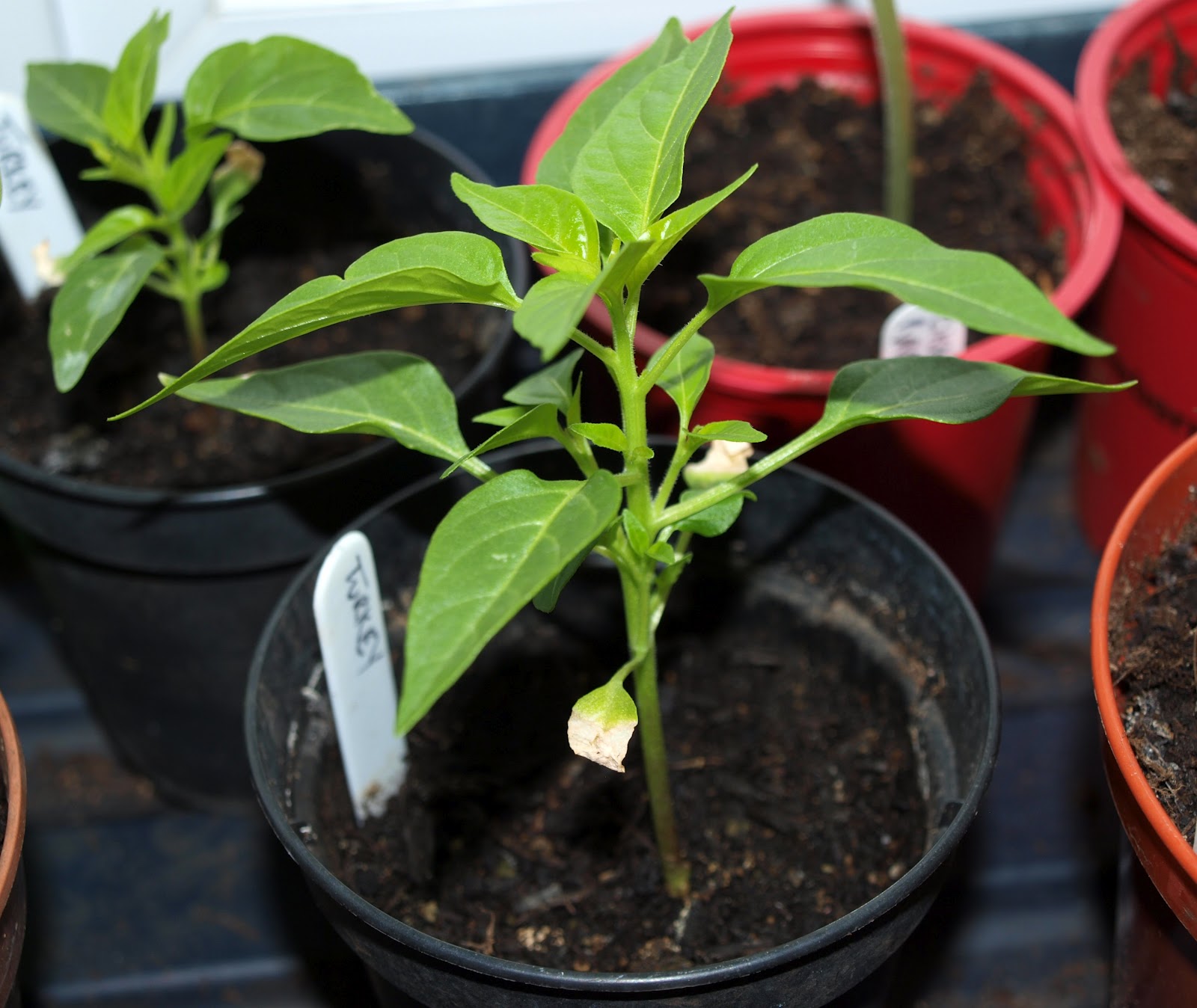 Mark's Veg Plot: Fresher