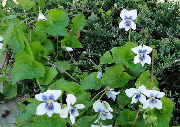 Reflections From the Fence: April 2012