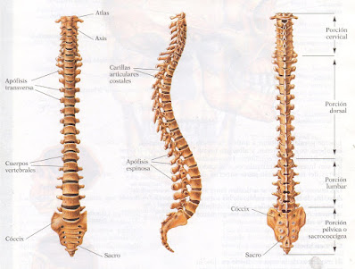 LA COLUMNA VERTEBRAL - TU TAREA