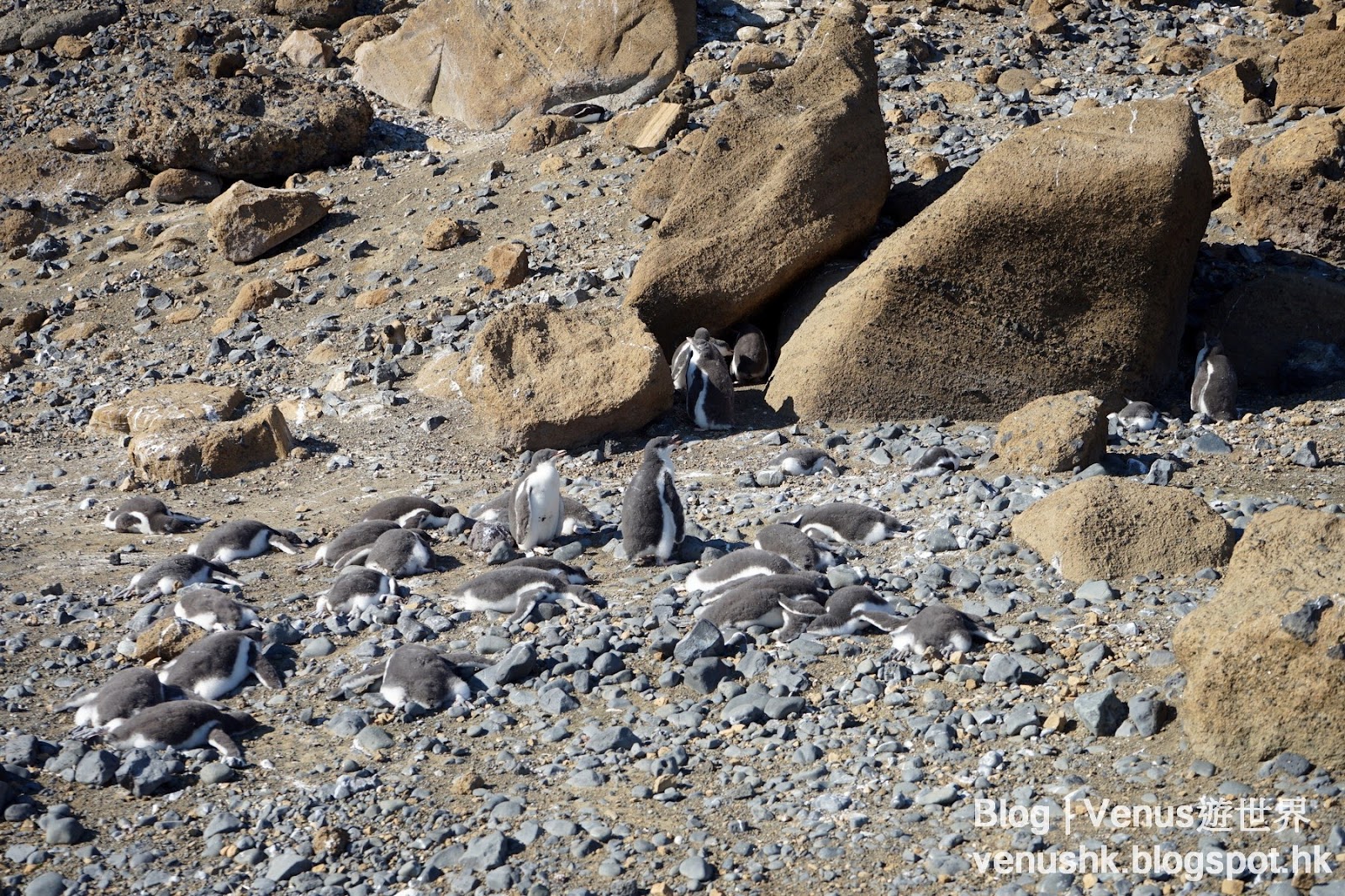 Venus遊世界: Day 11 南極第二站上篇──布朗海崖Brown Bluff