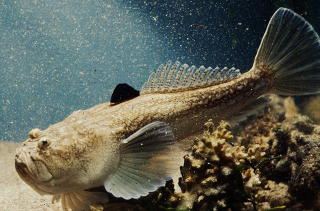 Artes de Pesca: VAMOS A PESCAR RATA PEZ