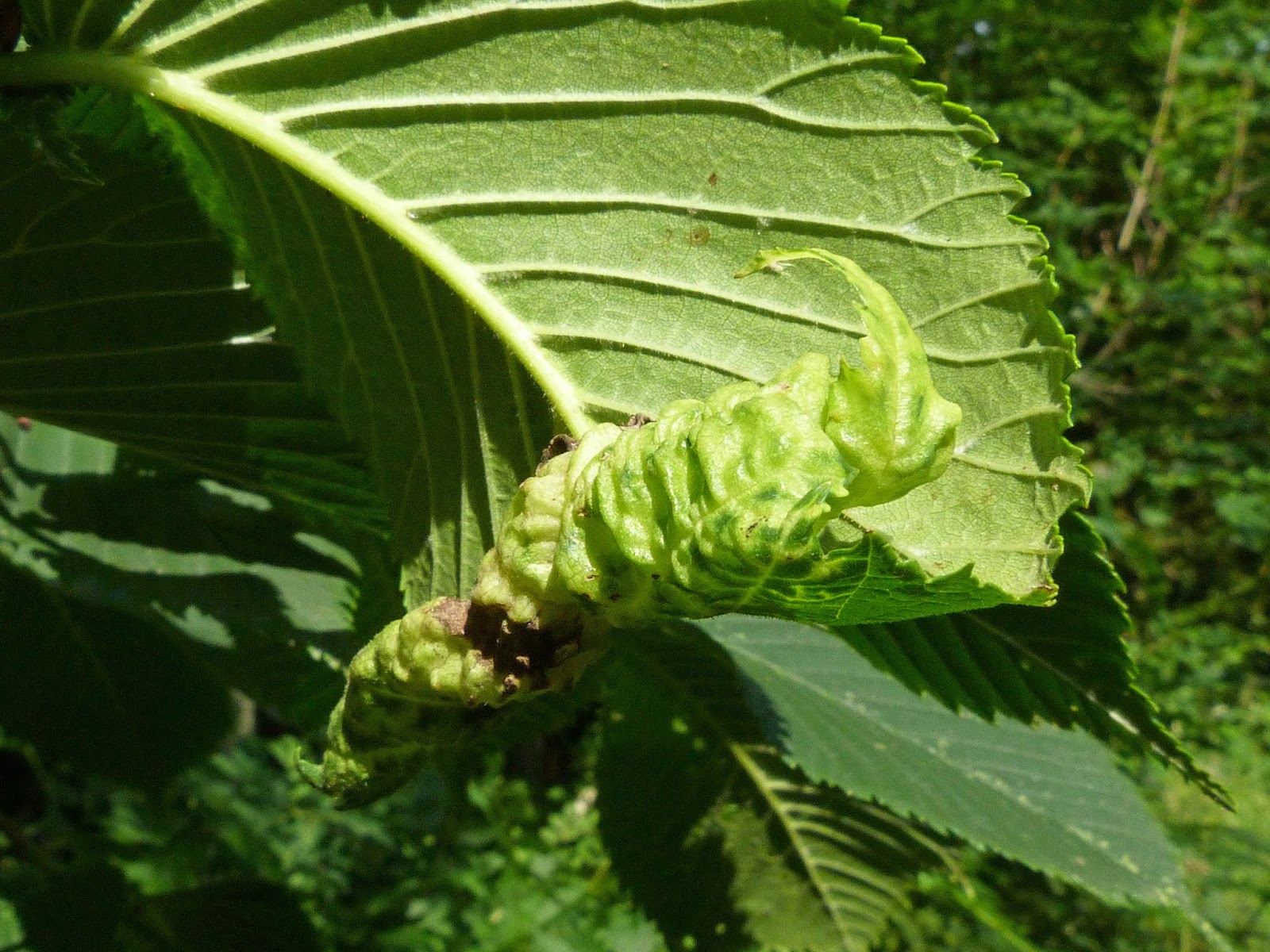 Insects of Scotland: Galls/Leaf-miners