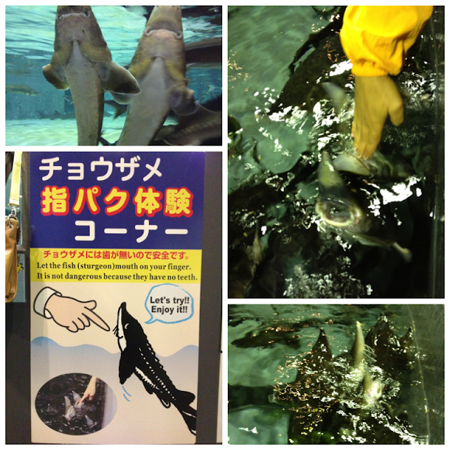 VIAJE DE LUNA.: JTB Monitor Tour course C : Shibetsu Salmon Park ...