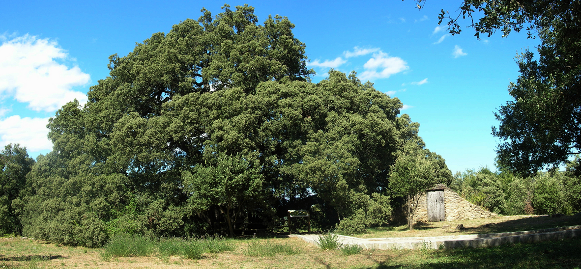 elarbolmiamigo-encinarosa: Quercus ilex / Carrasca / Carrasca de Lecija ...