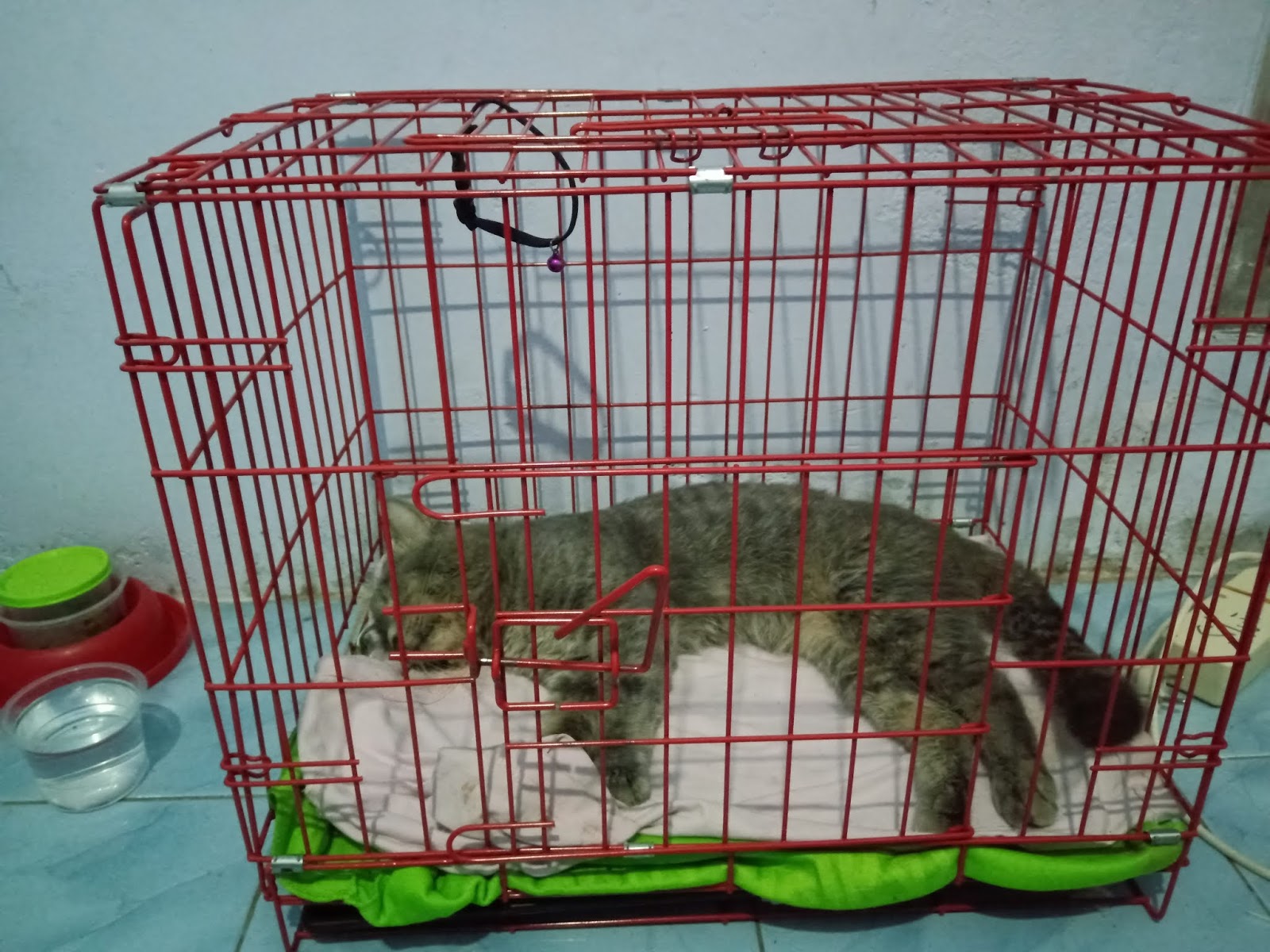 FUS Pada Kucing dan Kematian Pomilo - silviananoerita