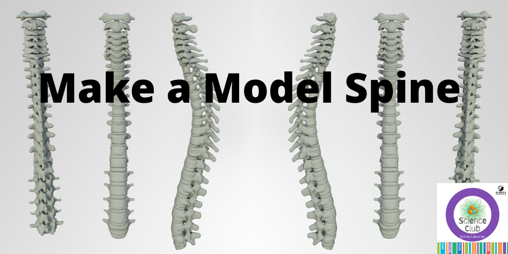Surrey Library Lab: Make a Model Spine