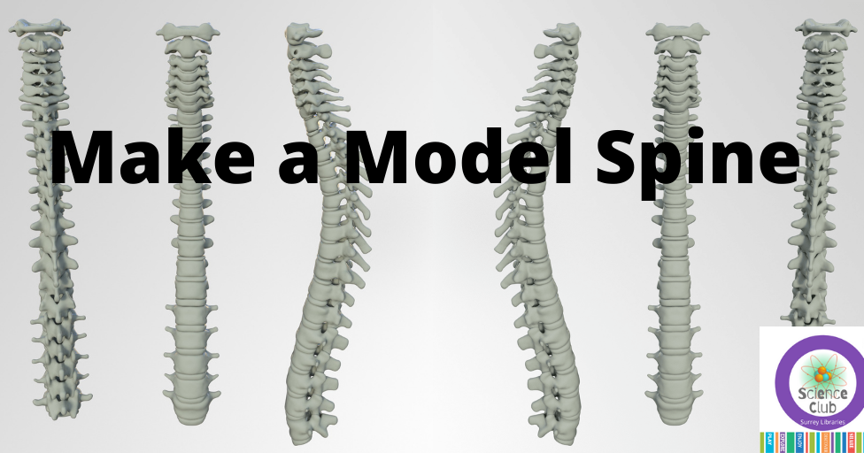 Surrey Library Lab: Make a Model Spine