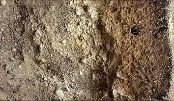 Tipos de suelos en Venezuela y sus características