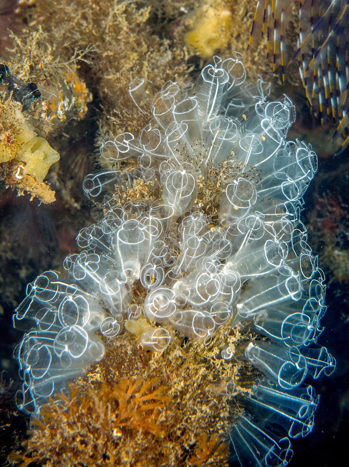 Taxonomia Comunidad Valenciana: Phylum Chordata Clase Ascidiacea y ...