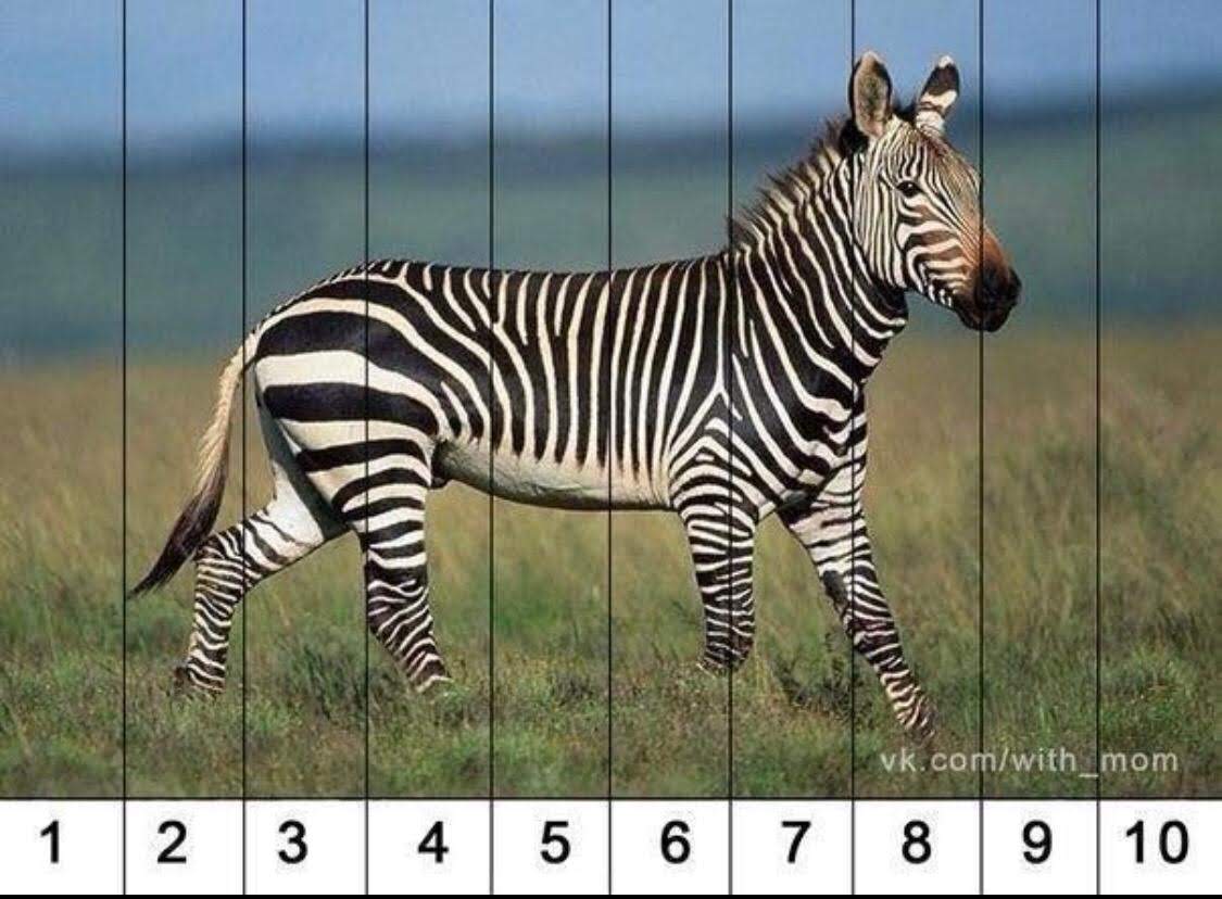 Los Peces del Tierno 3 años: Semana 4: La cebra Camila