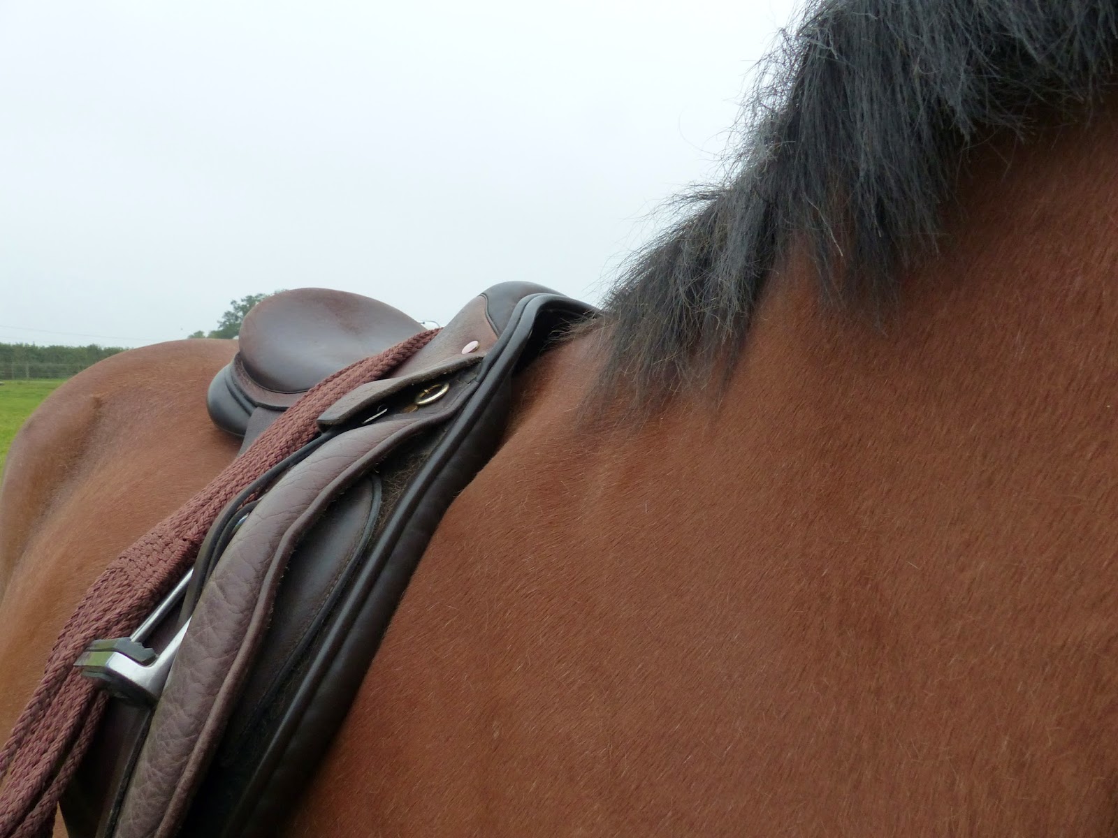 Rockley Farm: The one about saddles