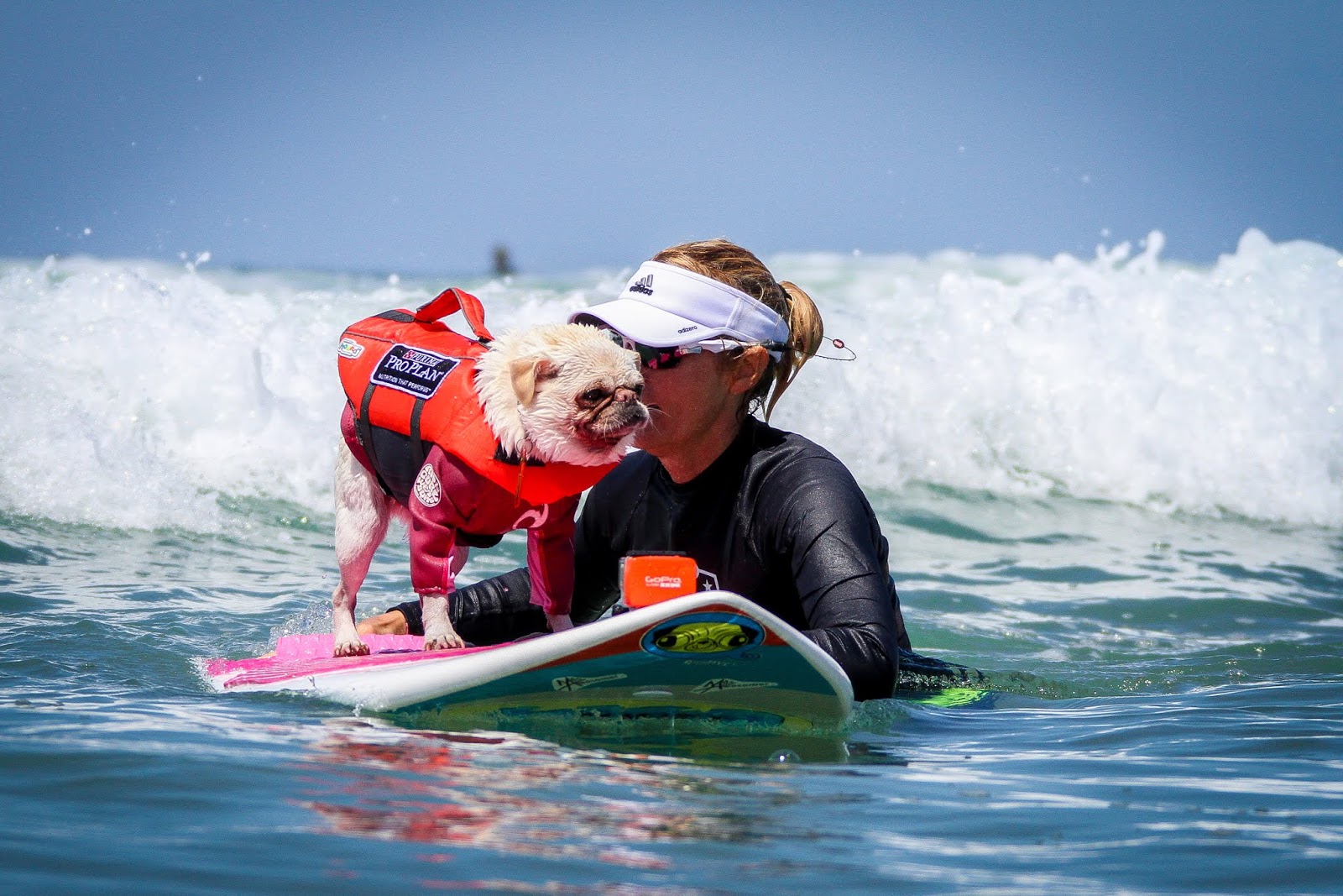 @LittleBearProd Blog: Surf Gidget the Pug Surfs for Charity and Makes a ...