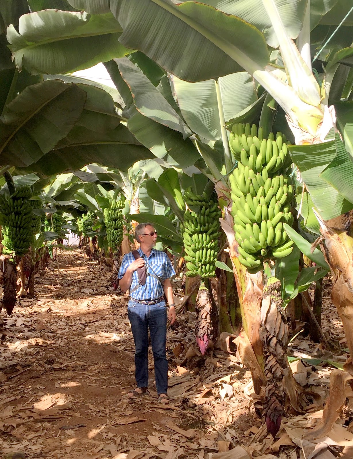 Dalby Mikkelsen: Tenerife 10 - Bananer, bananer, bananer...