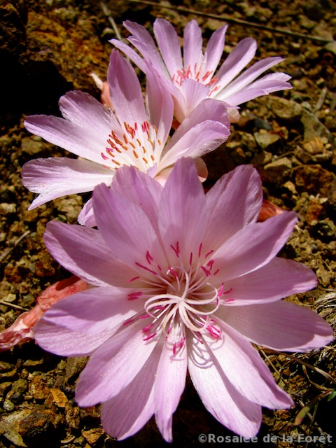 Okanogan Native Plants: Gallery