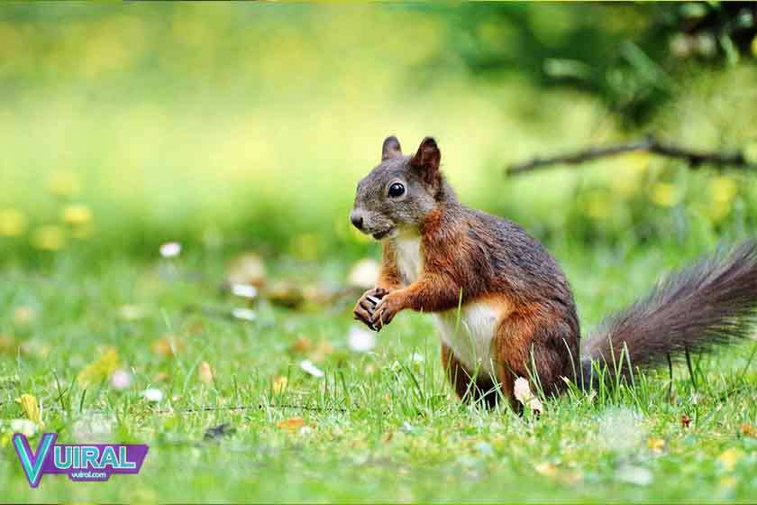 Pengertian, Ciri Ciri Dan Contoh Hewan Omnivora - Vuiral