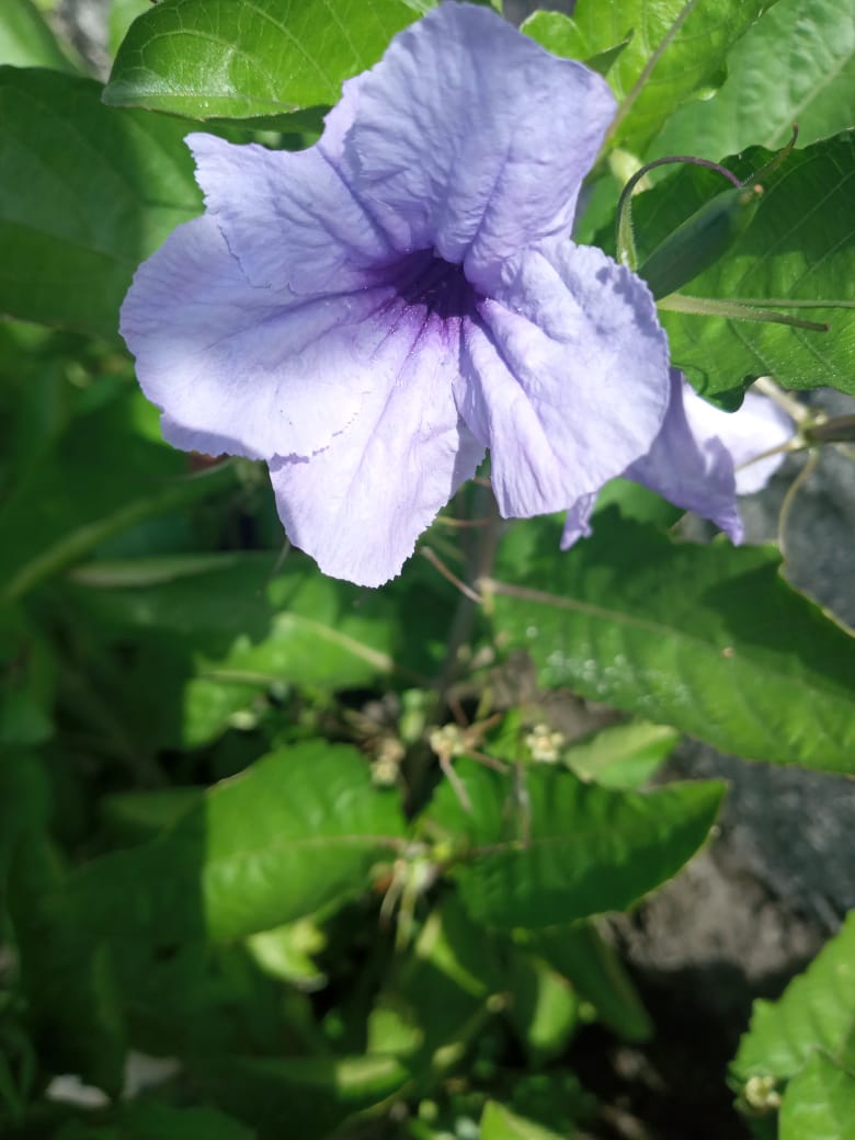 SENI BERTANAM: BUNGA KENCANA UNGU