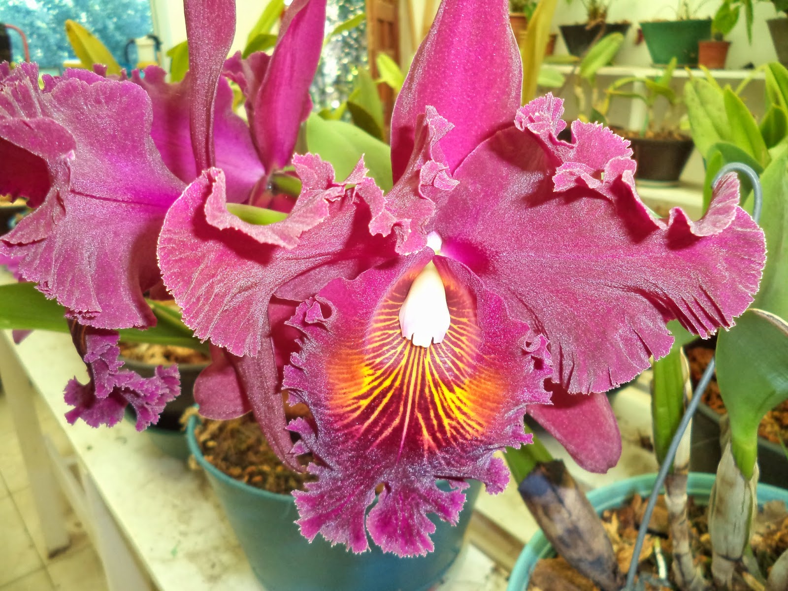 Maravillas Exoticas en la Region Andina (Saraguro): abril 2015