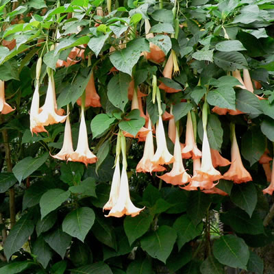 Did you know? Importance of DHATURA/Datura metel