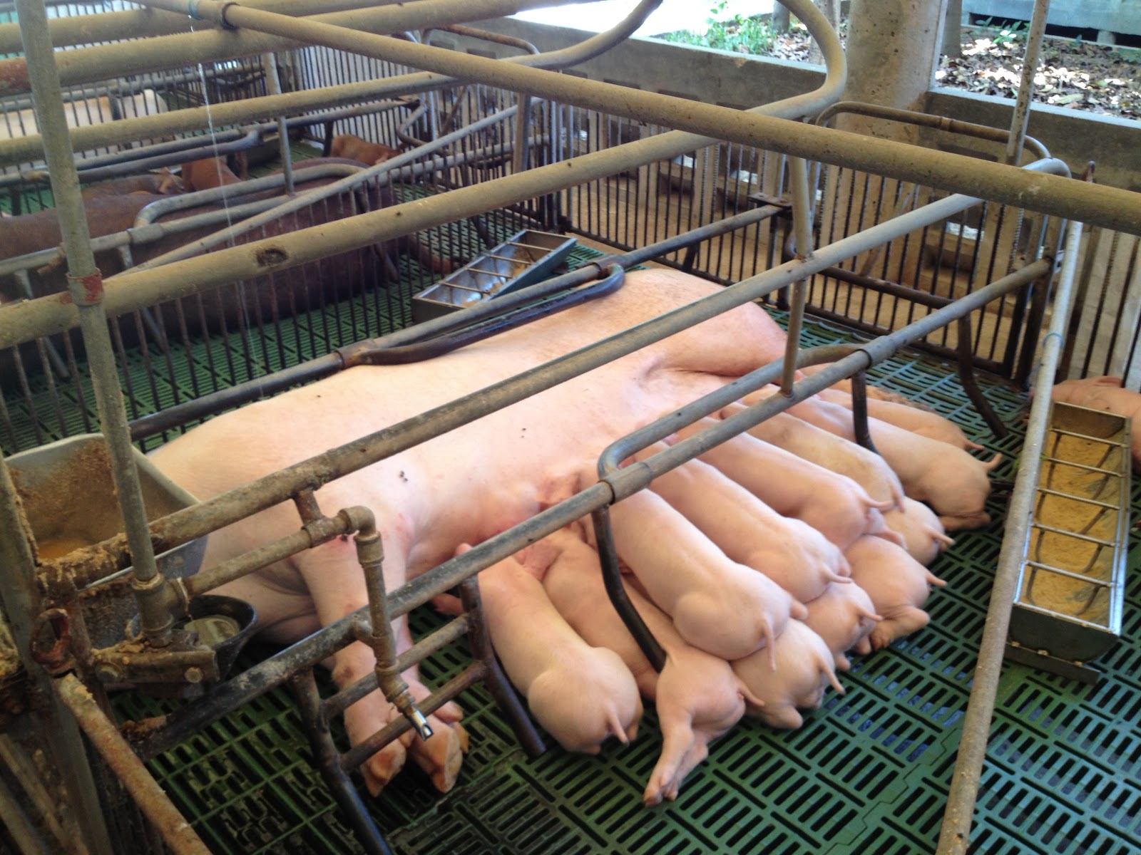National Swine Registry: NSR Philippines Trade Mission
