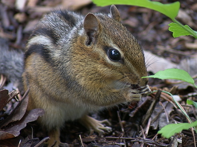 Chipmunk | Animal Wildlife