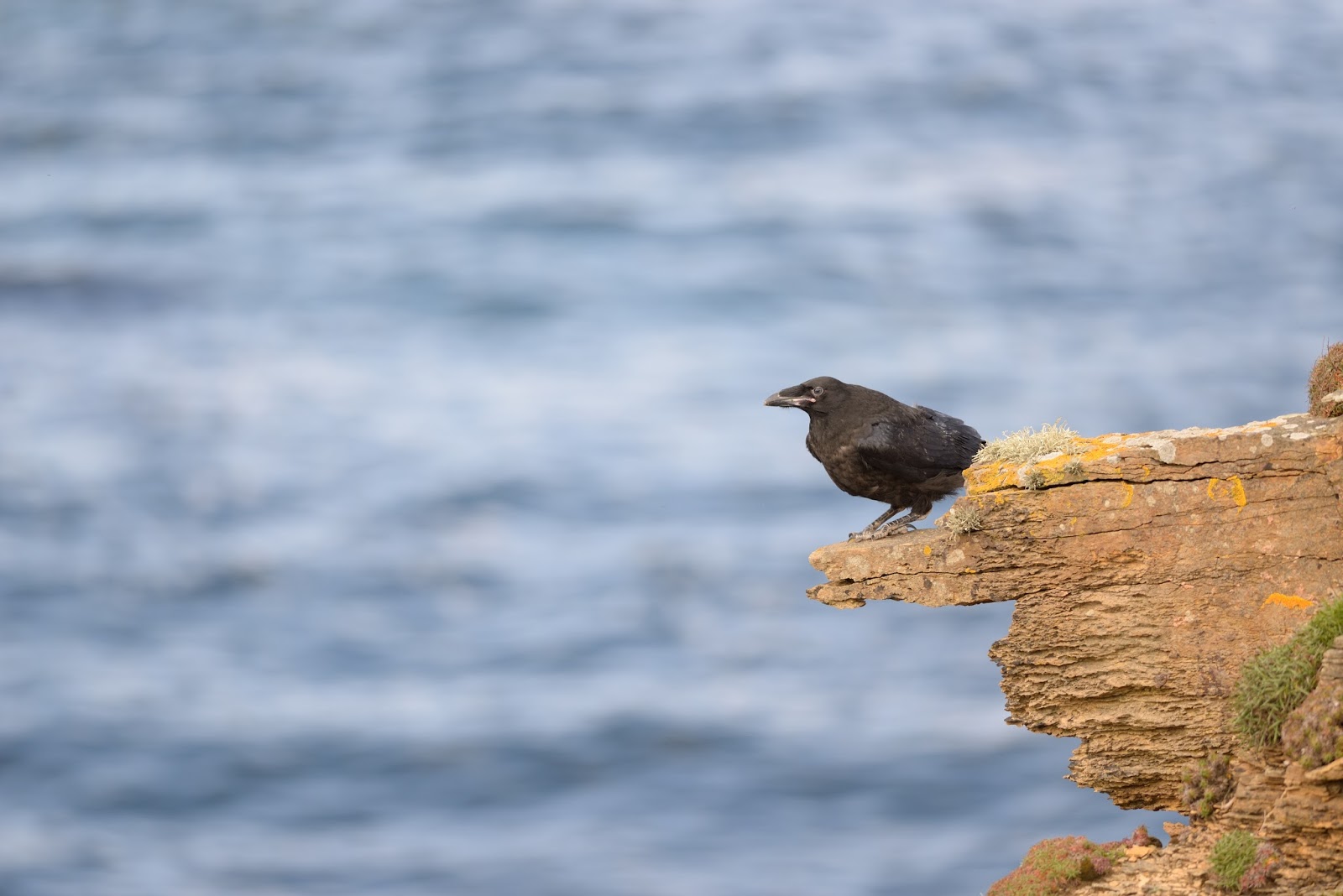 Orkney Wildlife Photography