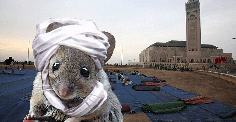 THE VIEW FROM FEZ: The Mouse in the Mosque Saga Continues