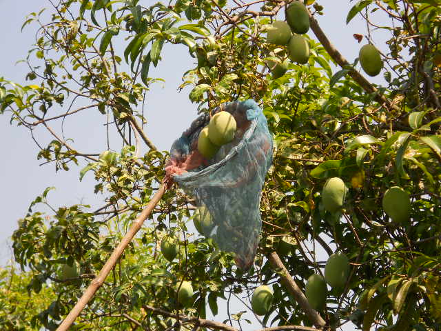 Organic Mangoes Mango Harvesting Method