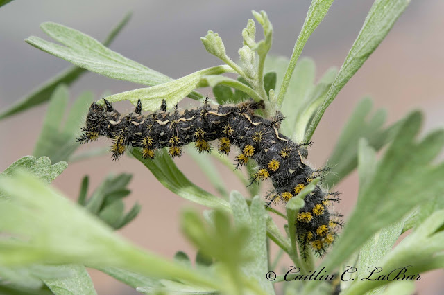 Northwest Butterflies: Species Profile: Hera Buckmoth - Hemileuca hera
