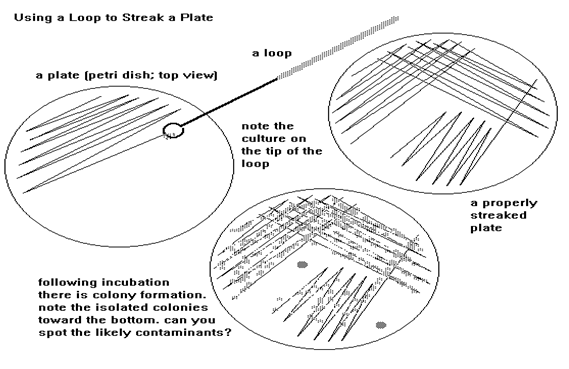 Biology: Laporan Praktikum Mikrobiologi : Teknik Isolasi
