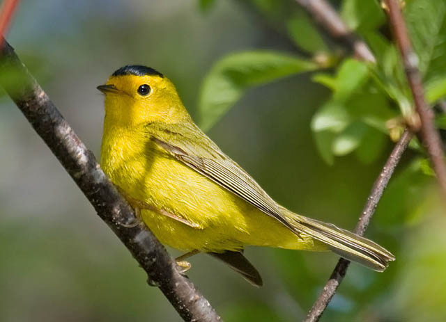 15 Yellow And Black Birds With Original Photography