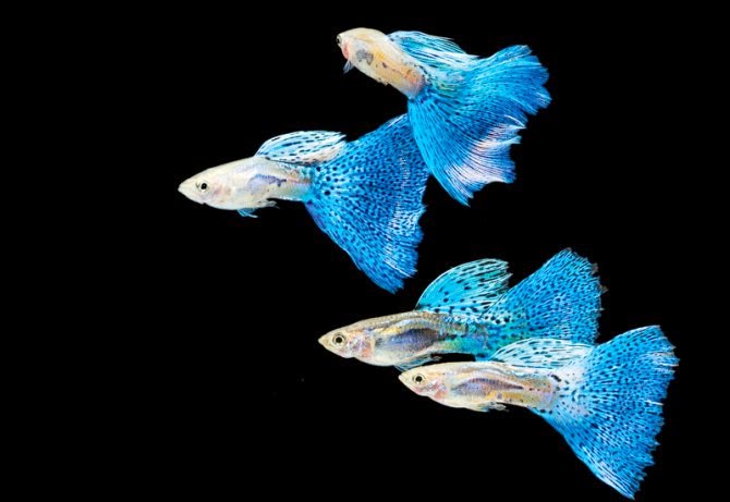 GUPPY FISH photos - wallpapers | the fun bank