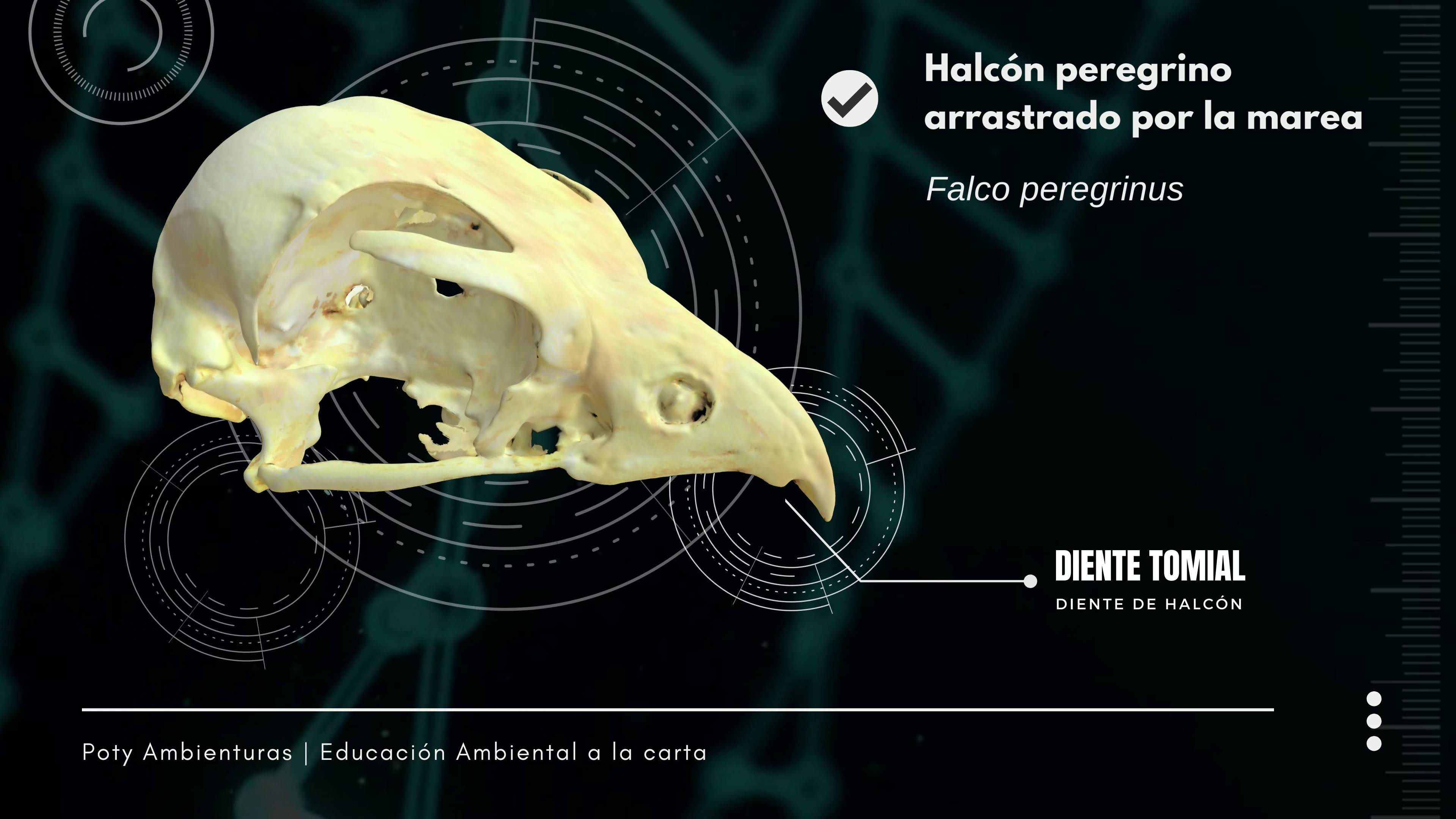 Diente tomial | El Diente de Halcón