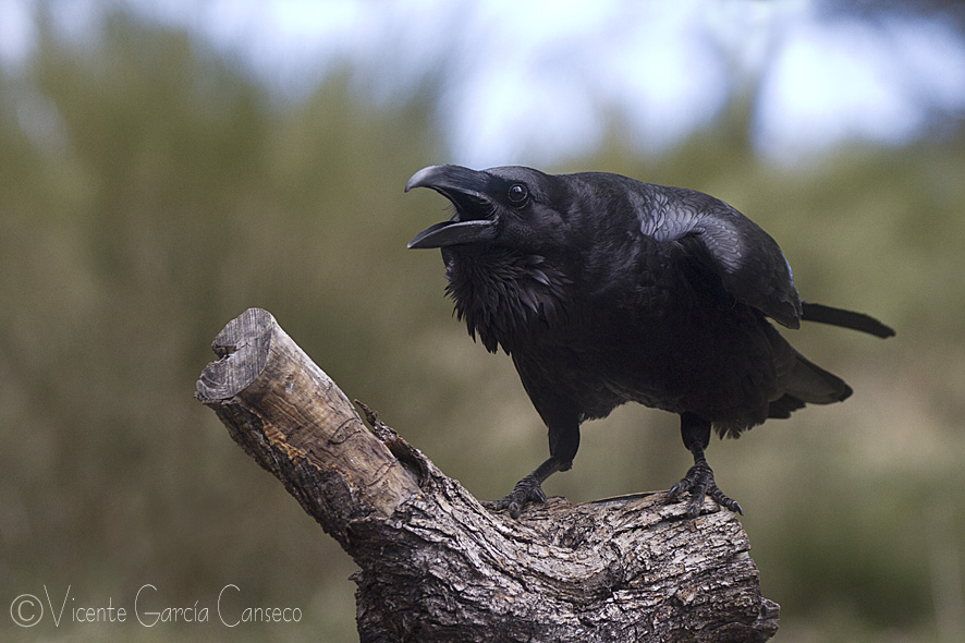 Imagen y Naturaleza . Blog de Vicente García Canseco: Un día con los ...