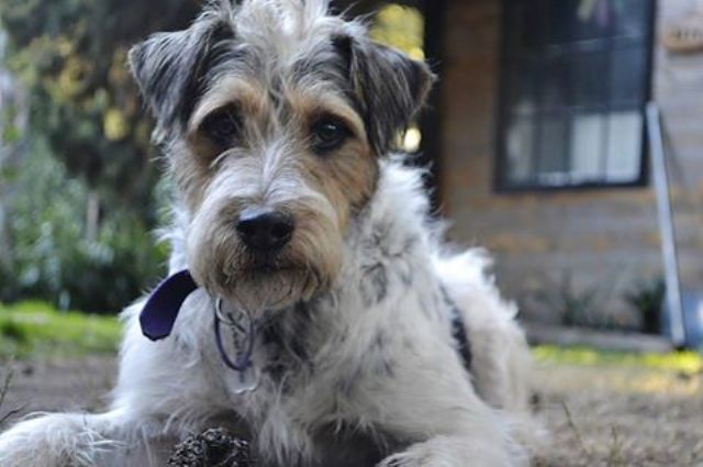 Adoptándonos: Cartucho, hermoso perro barbincho de tamaño mediano en ...