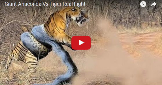 Giant Anaconda Eat King Lion - AMZING NEWS(US1)