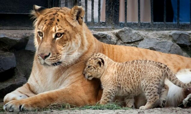 Eslora: Ligre, el gran felino