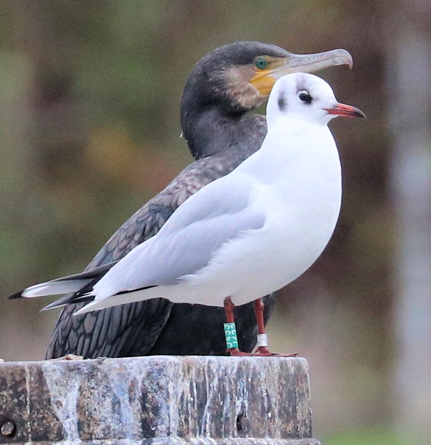 Oxon Birding Blog: Colour ringed Black-headed Gull